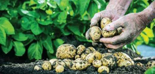 SUYOGA: Fresh Produce From Farm To Kitchen